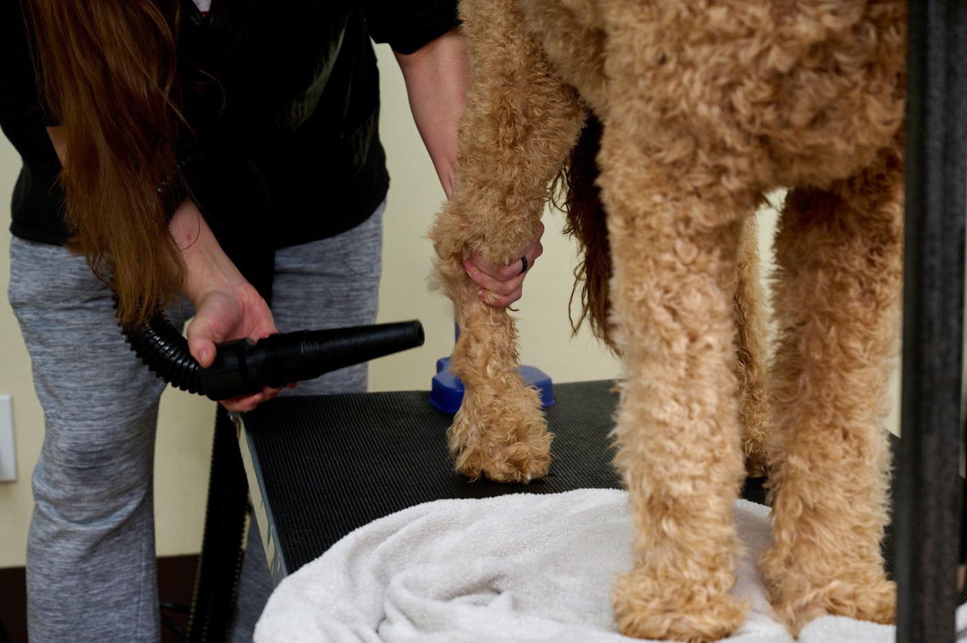 AIR FORCE® MASTER BLASTER PET DRYER