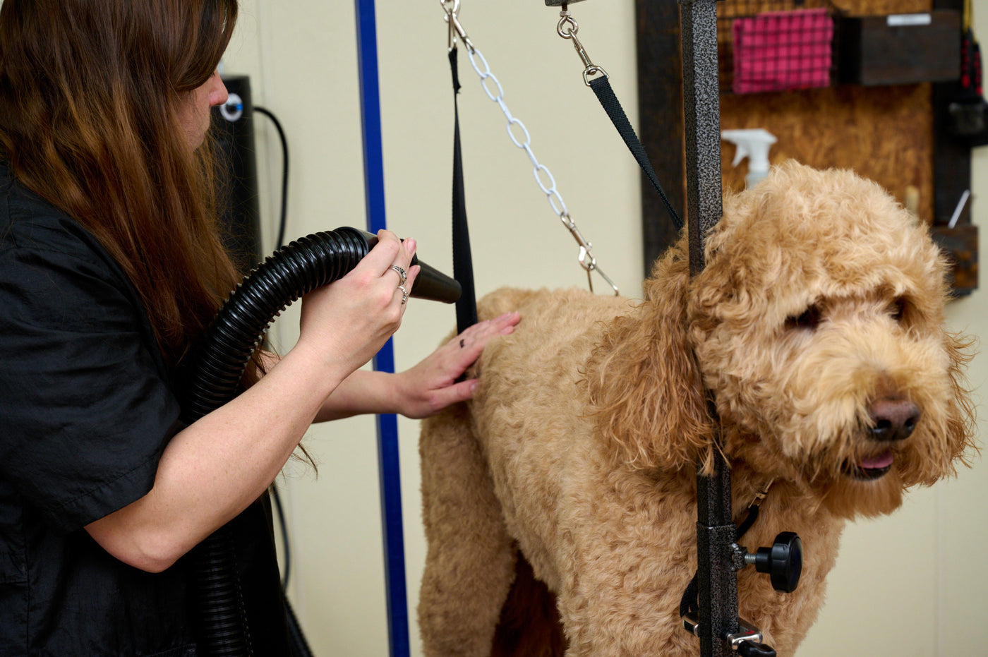 AIR FORCE® MASTER BLASTER PET DRYER