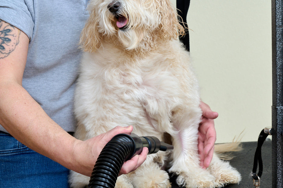AIR FORCE® MASTER BLASTER PET DRYER